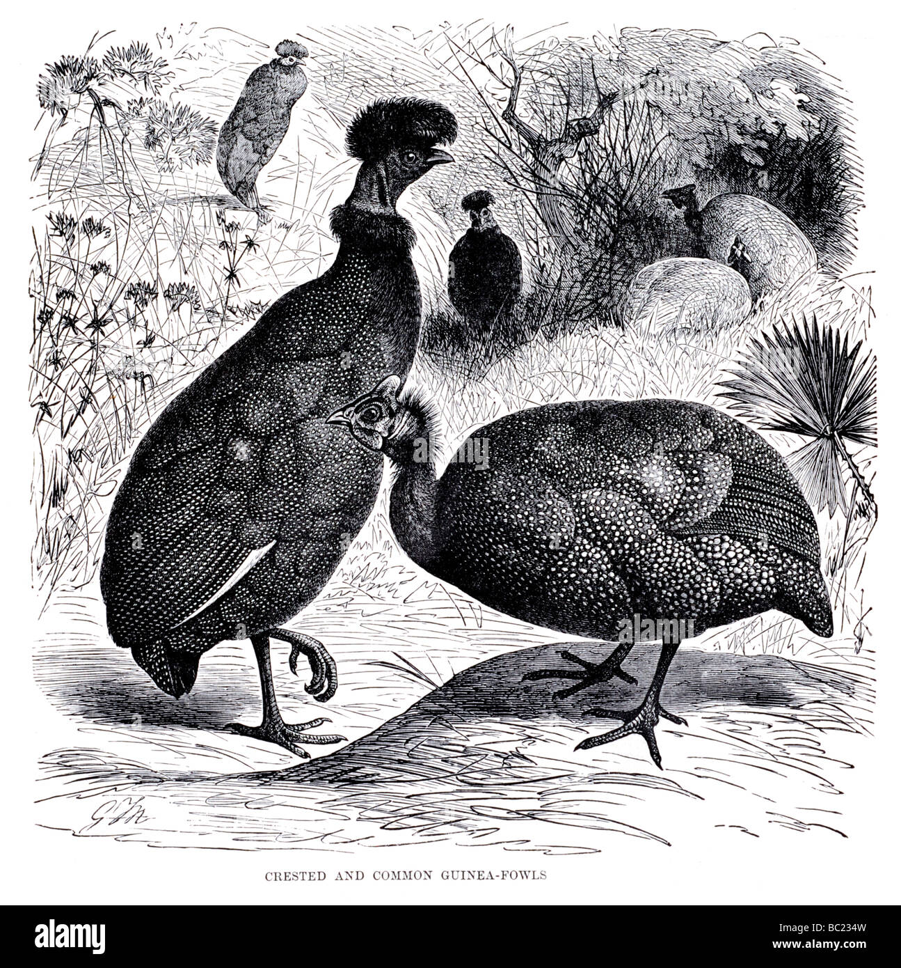 Guinea fowl drawing hi-res stock photography and images - Alamy