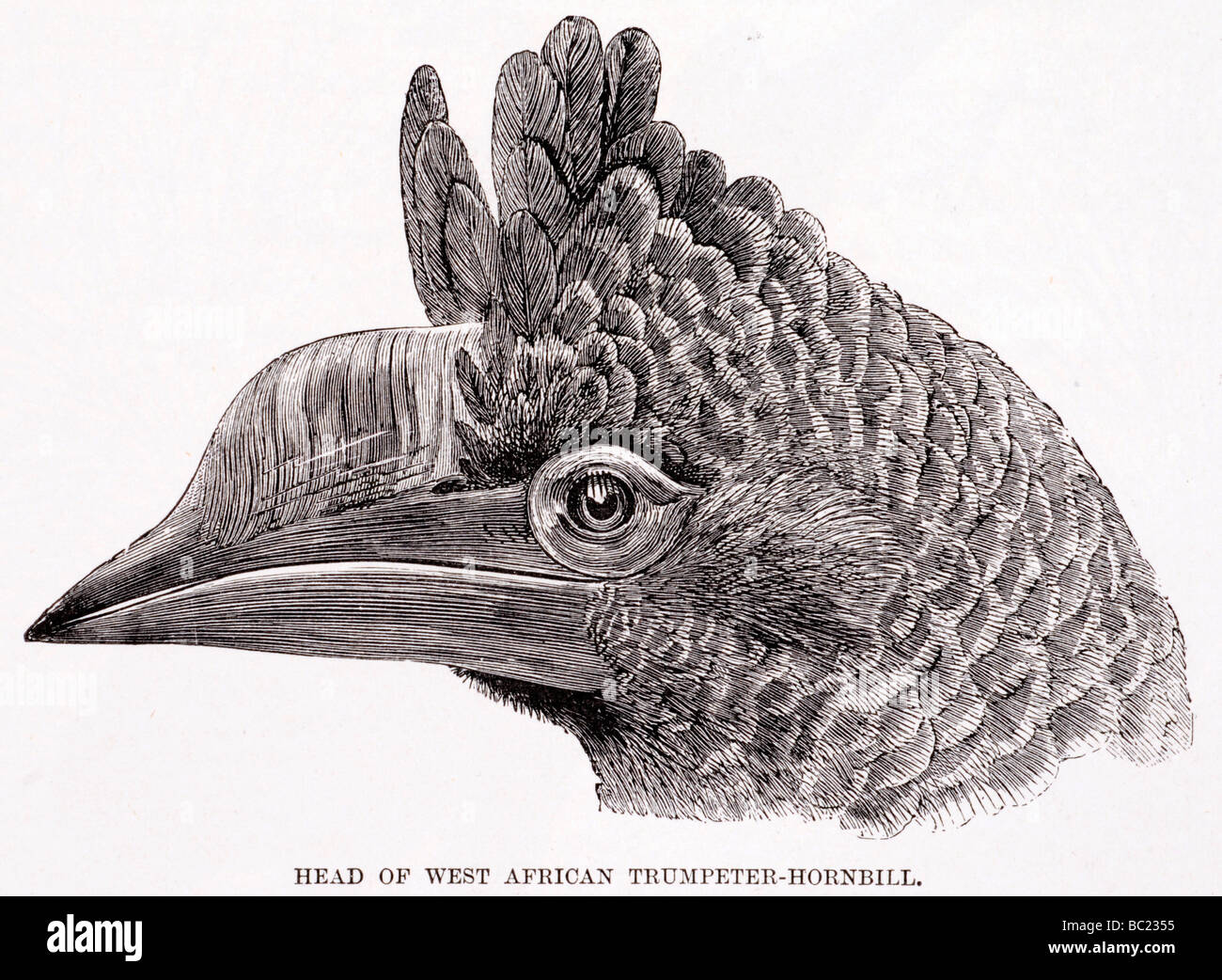 Skeleton hornbill hi-res stock photography and images - Alamy