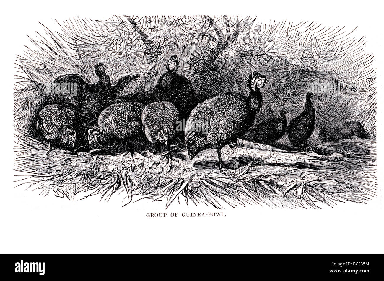 Fowl skeleton hi-res stock photography and images - Alamy