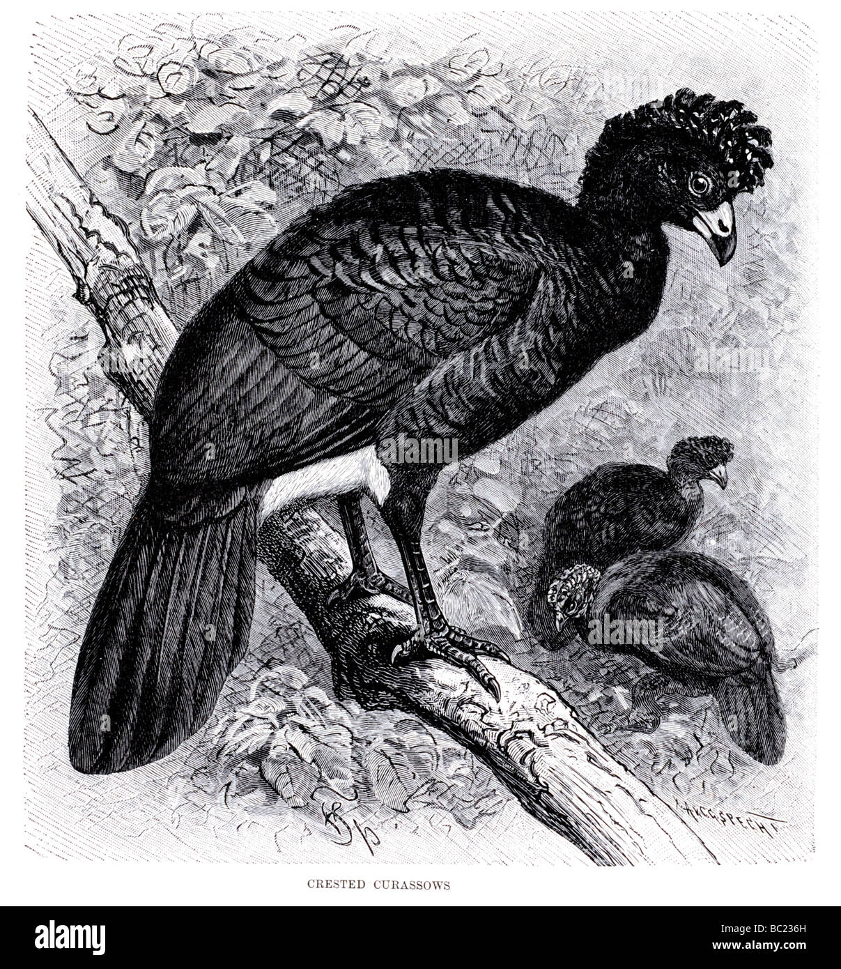 Curassows hi-res stock photography and images - Alamy