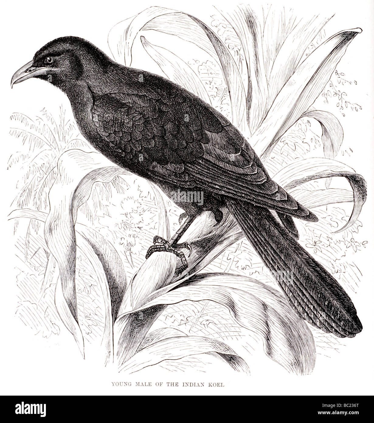 young male of the indian koel Stock Photo - Alamy