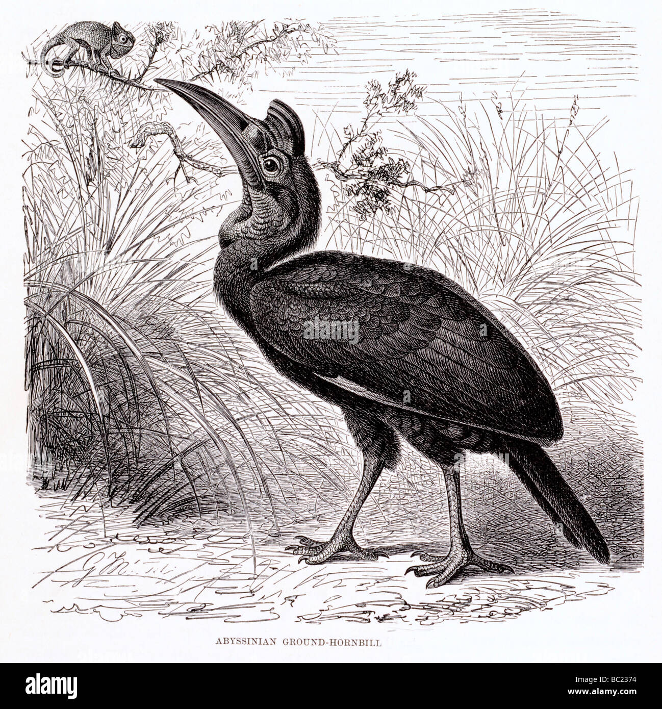Abyssinian ground hornbill drawing hi-res stock photography and images ...