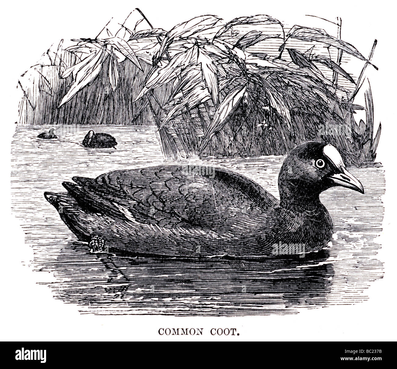 Eurasian coot eggs hi-res stock photography and images - Alamy