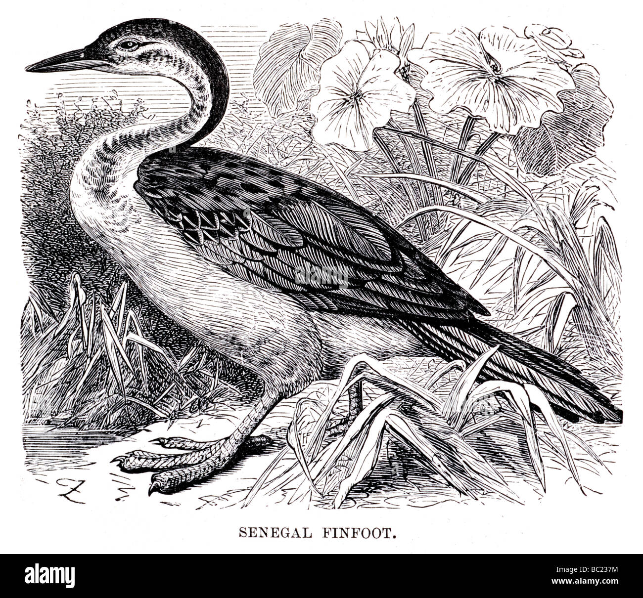 African finfoot podica senegalensis hi-res stock photography and images ...