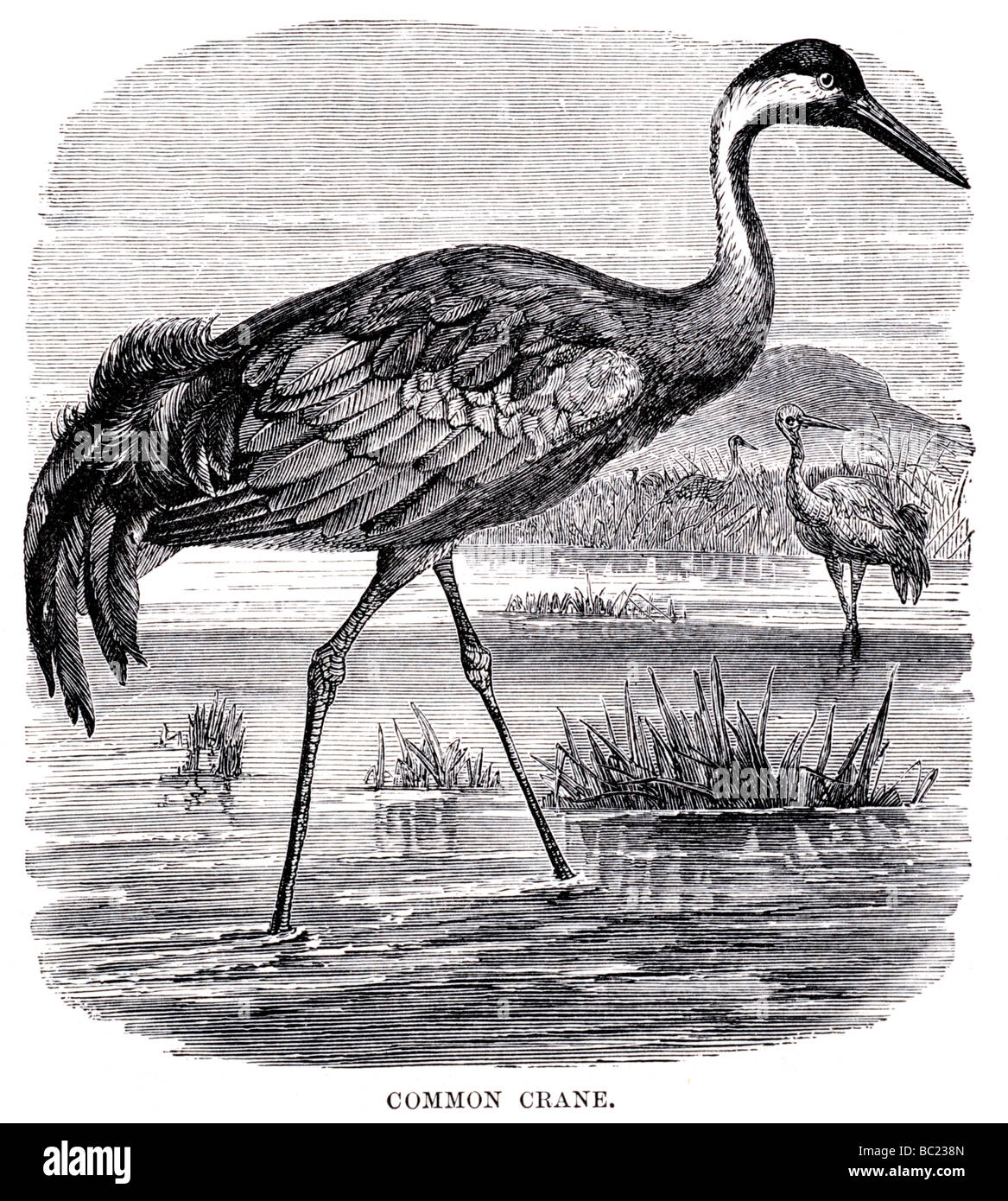 Common cranes grus dancing hi-res stock photography and images - Alamy