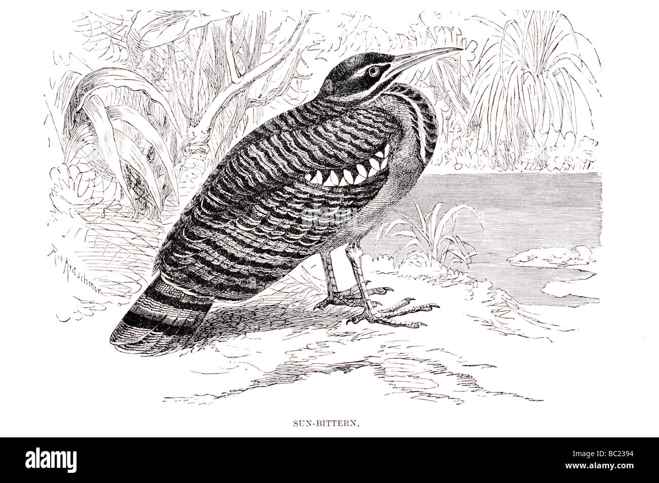 Sunbittern wing hi-res stock photography and images - Alamy