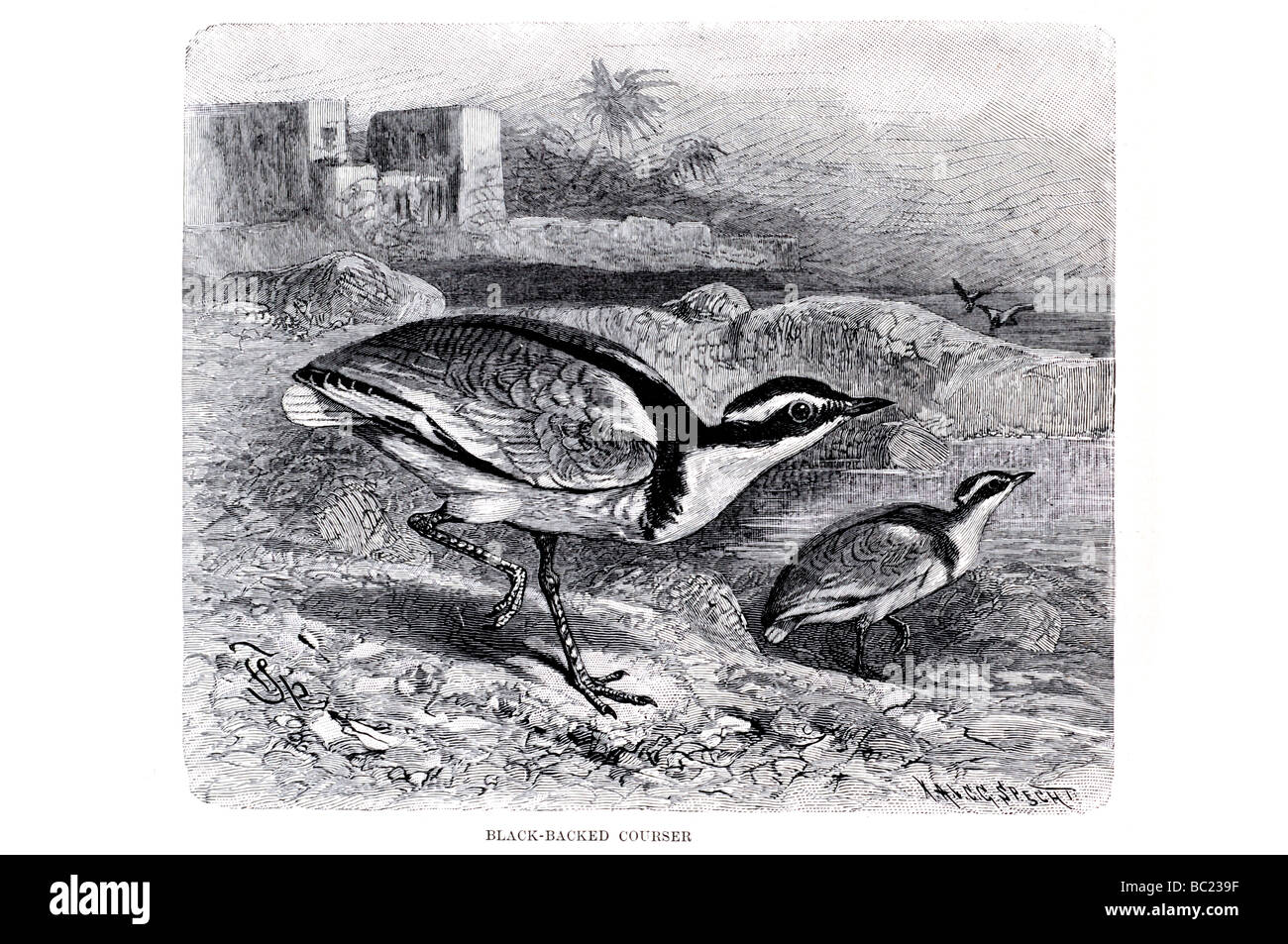 black backed courser Stock Photo - Alamy