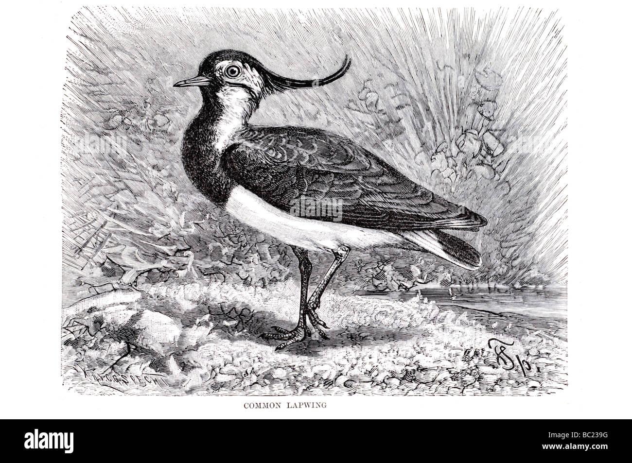 Lapwing illustration hi-res stock photography and images - Alamy
