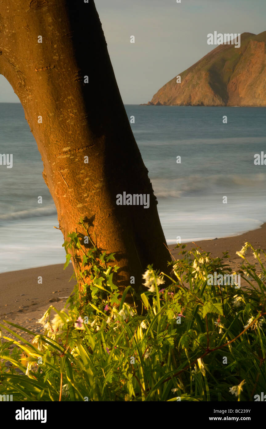 Spring flowers growing at the back of Lynmouth beach with views around ...