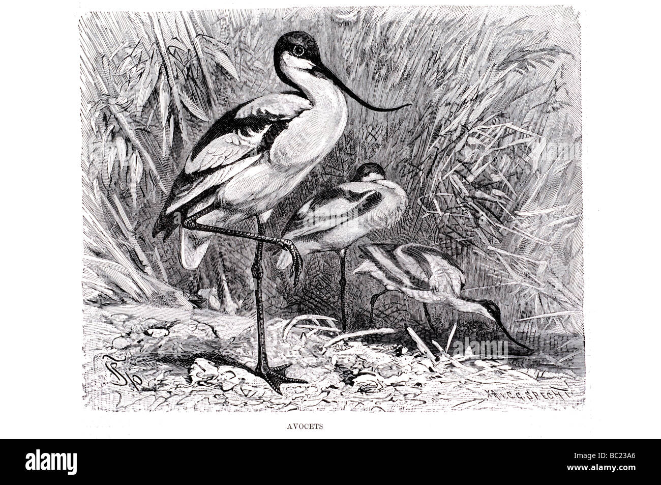 Pied avocet recurvirostra avosetta eggs hi-res stock photography and ...