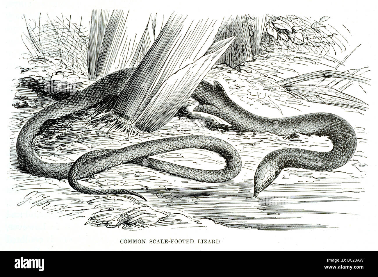 Flap footed lizard hi-res stock photography and images - Alamy