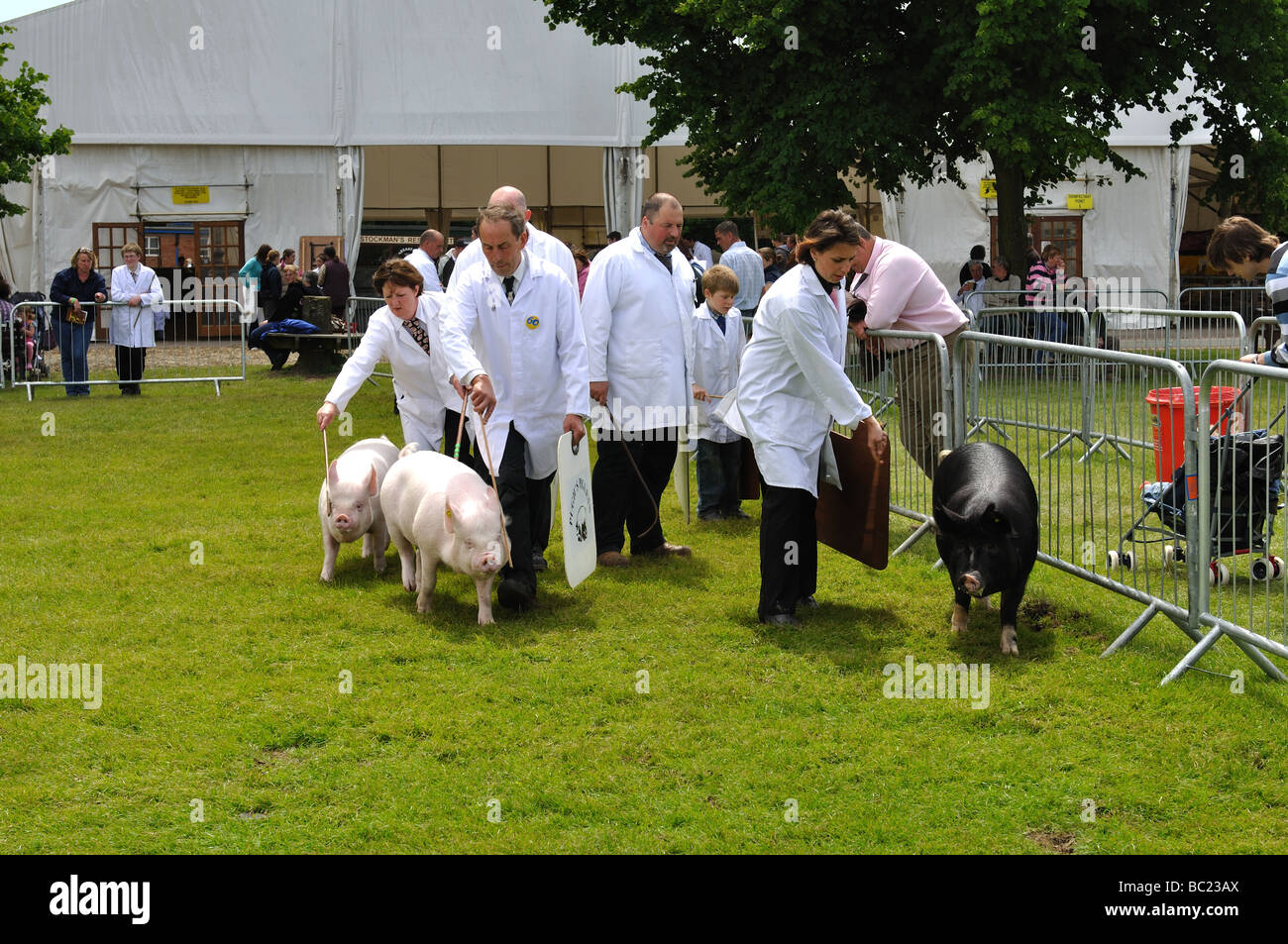 Pigs during judging at Three Counties Show, Great Malvern, UK Stock ...