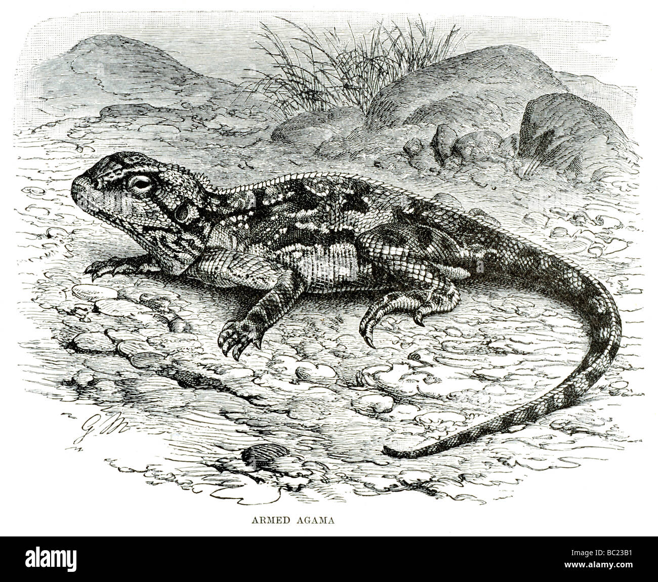 Agama lizard drawing hi-res stock photography and images - Alamy