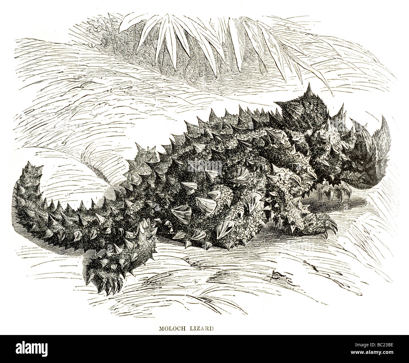 Thorny devil lizard hi-res stock photography and images - Alamy