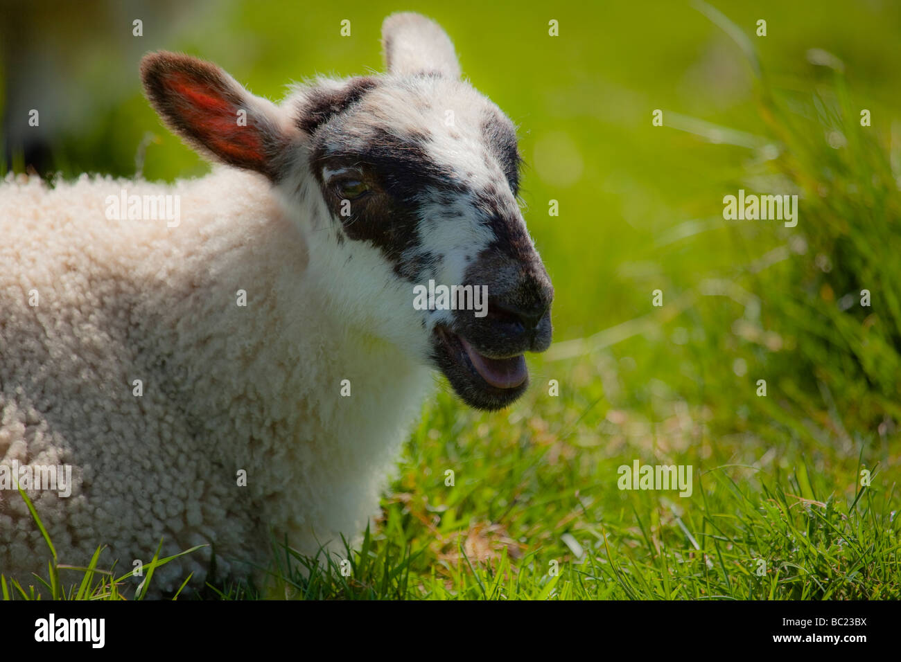 Domestic sheep Ovis aries Stock Photo - Alamy