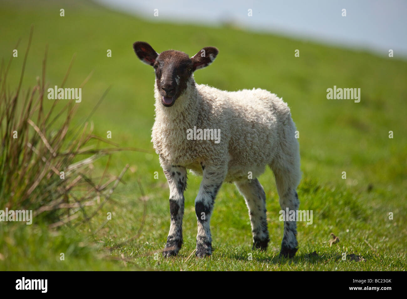 Domestic sheep Ovis aries Stock Photo - Alamy