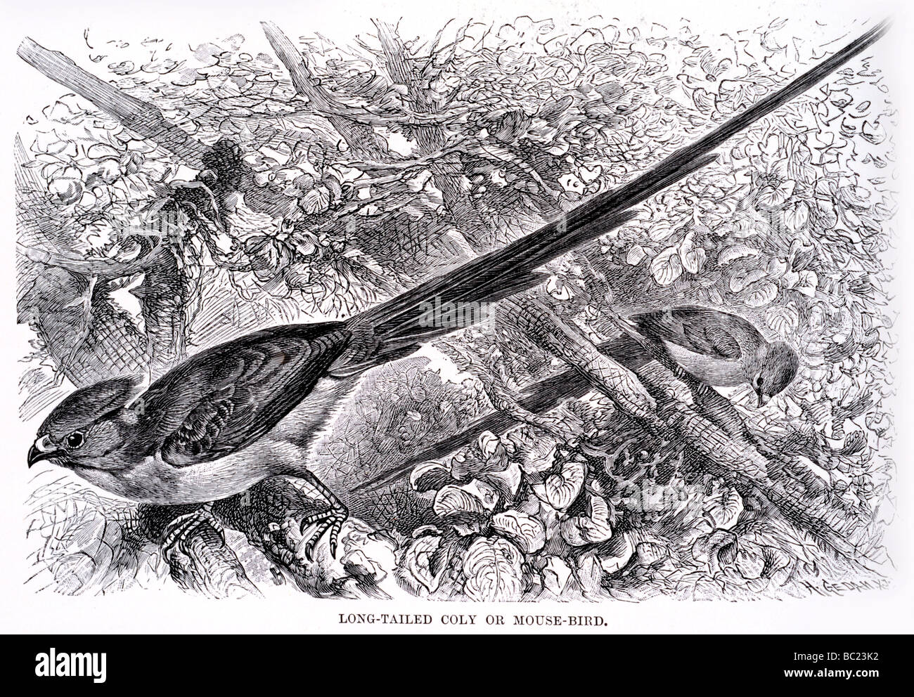 long tailed coly or mouse bird Stock Photo - Alamy