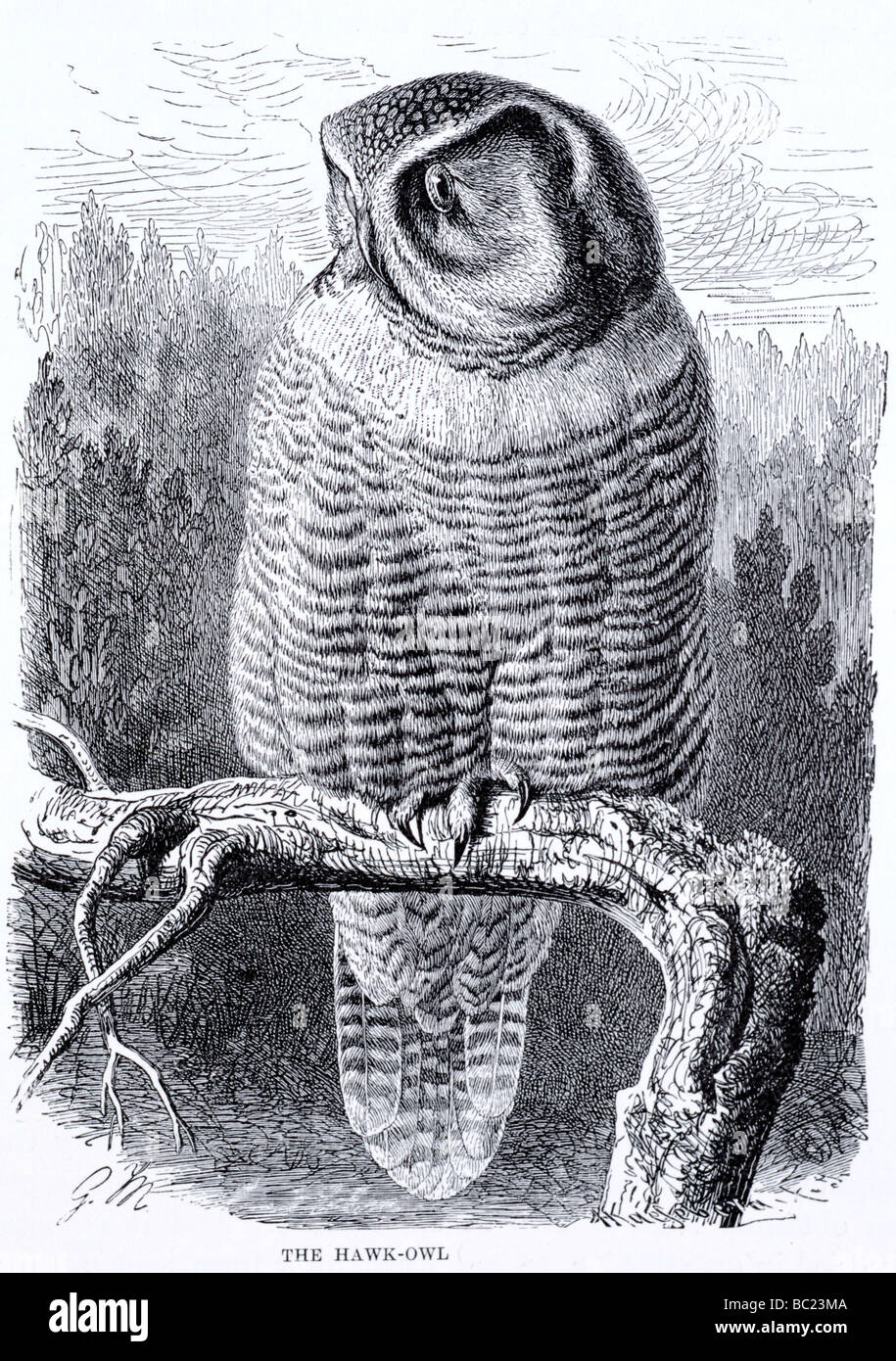 the hawk owl Stock Photo - Alamy