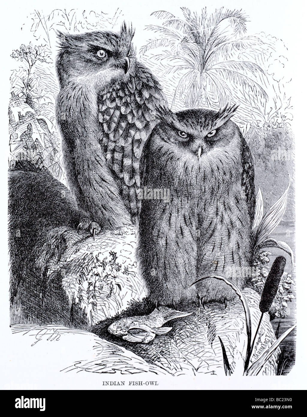 indian fish owl Stock Photo - Alamy