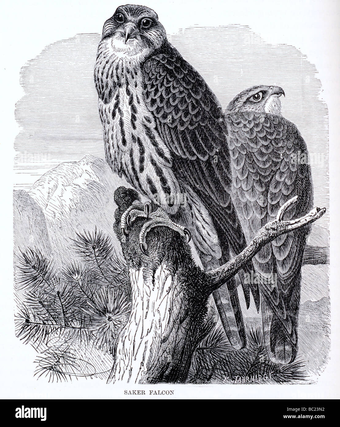 Victorian endangered birds hi-res stock photography and images - Alamy