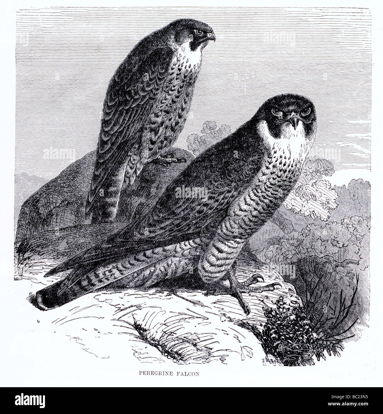 Skeleton hawk hi-res stock photography and images - Alamy