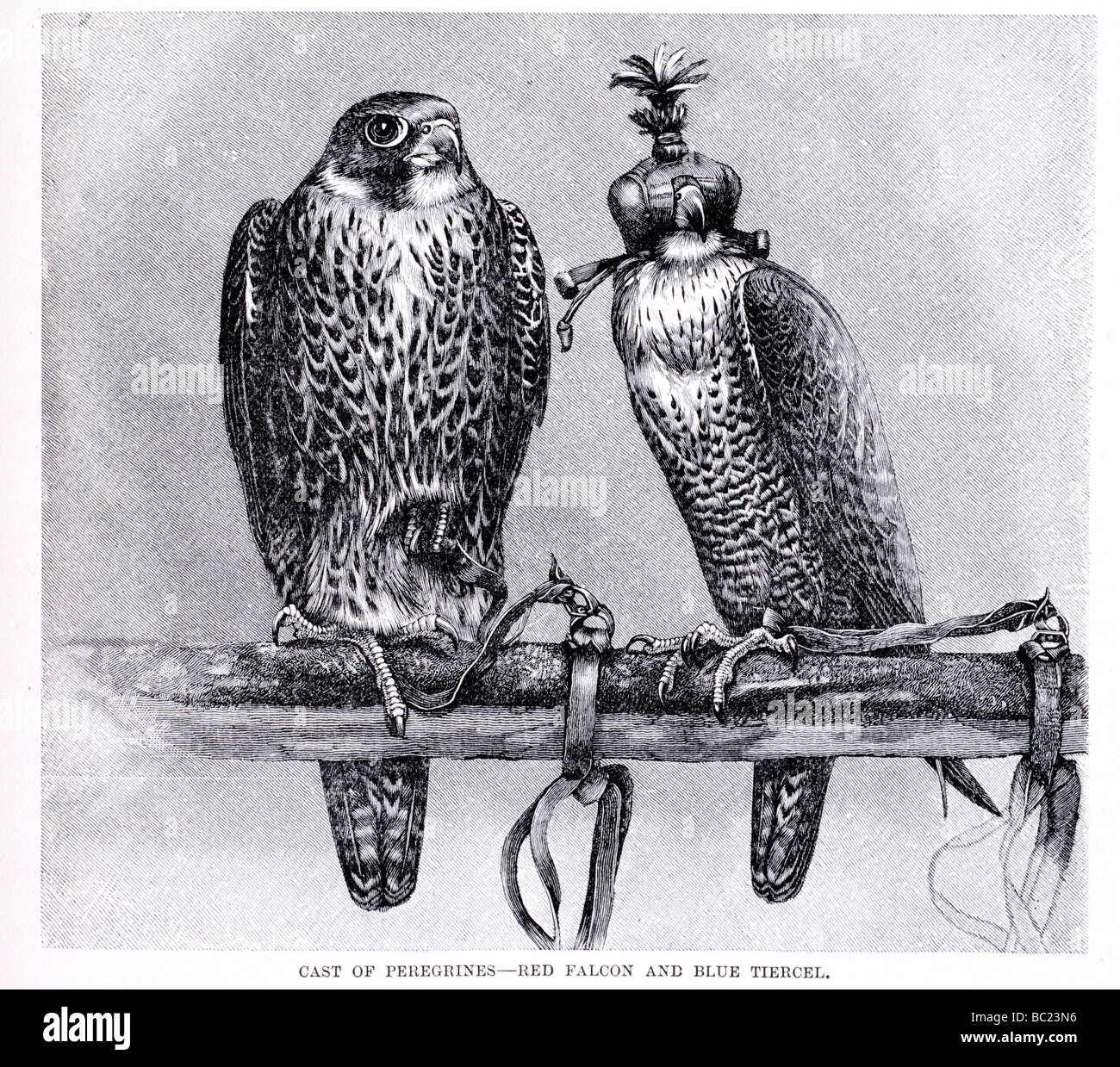 cast of peregrines red falcon and blue tiercel Stock Photo - Alamy