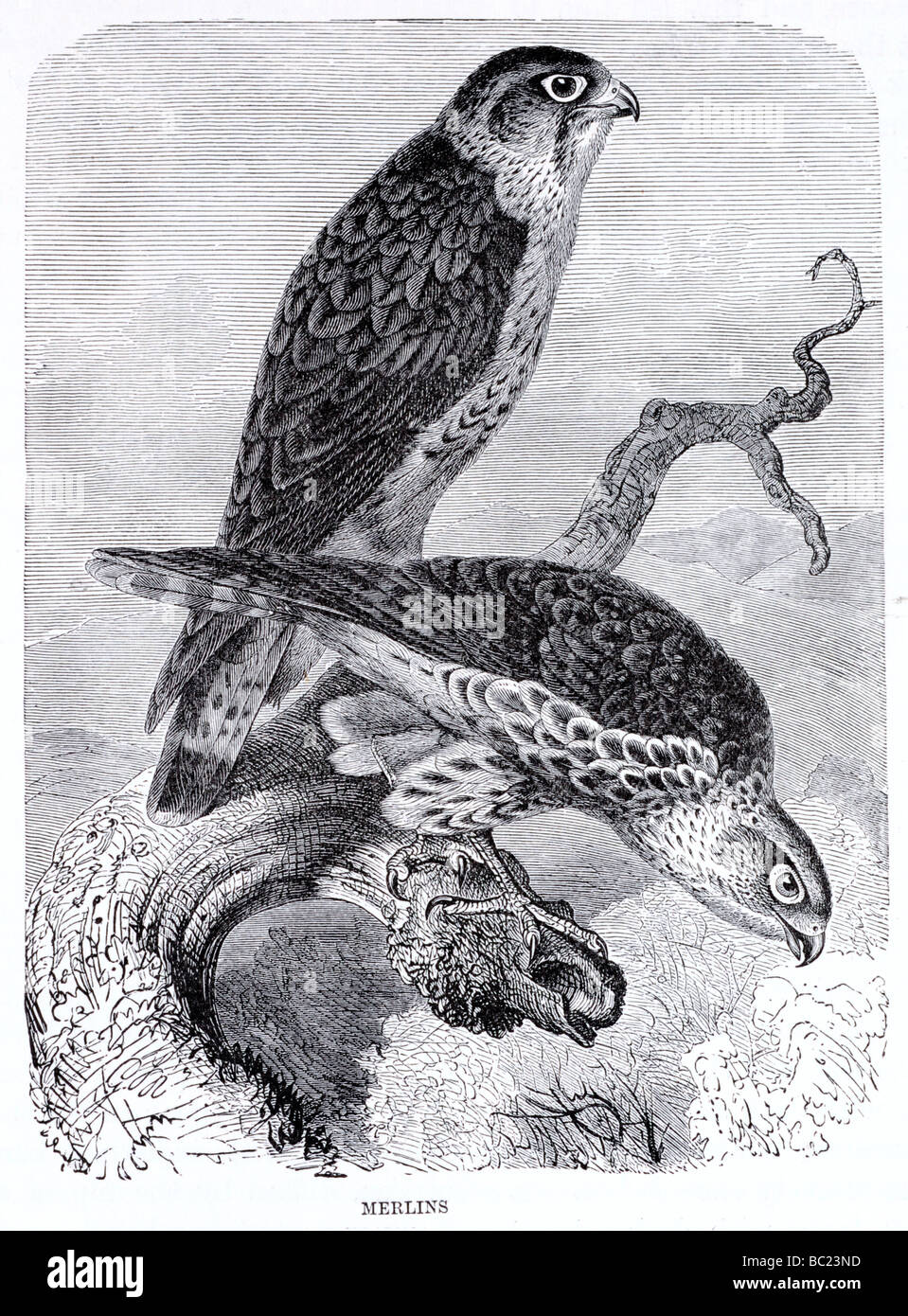 Peregrine merlin hi-res stock photography and images - Alamy