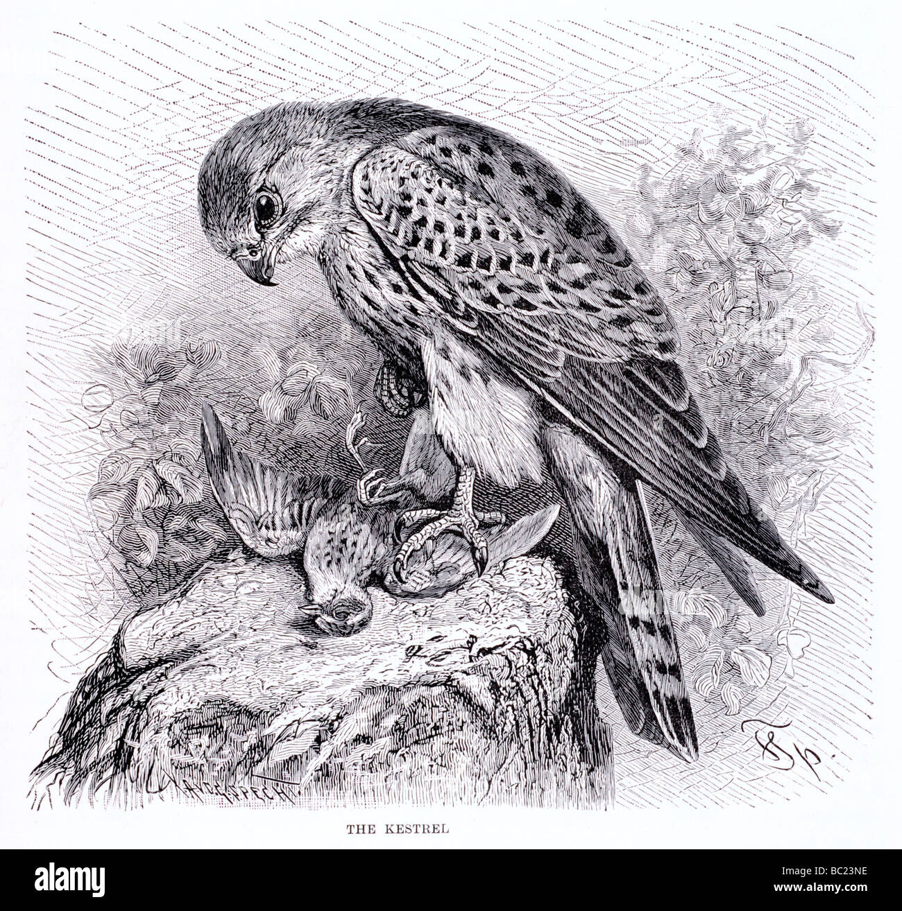 Kestrel eggs hi-res stock photography and images - Alamy