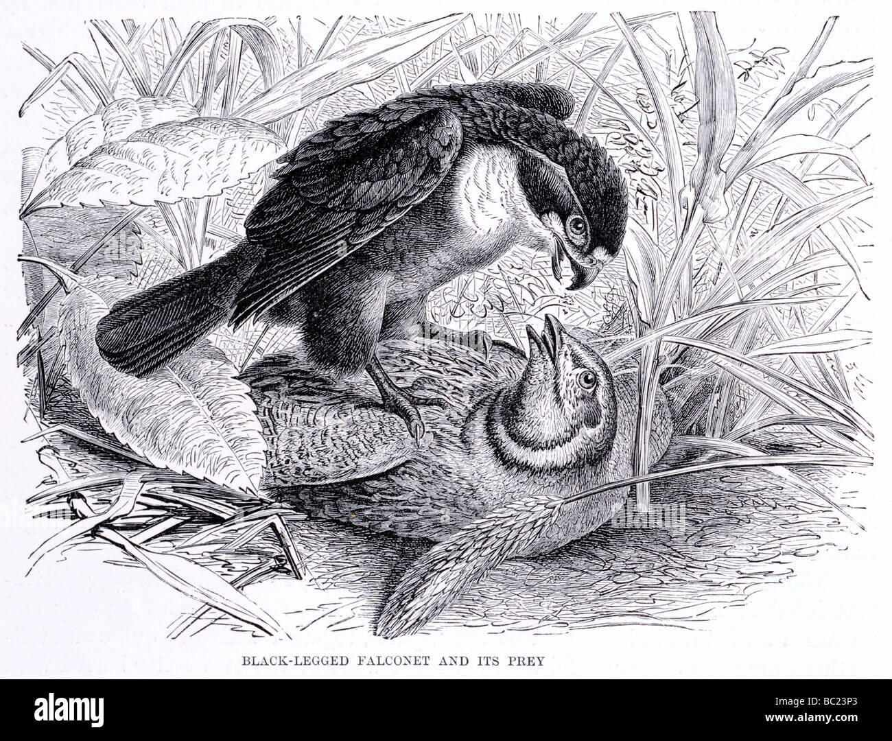 black legged falconet and its prey Stock Photo - Alamy