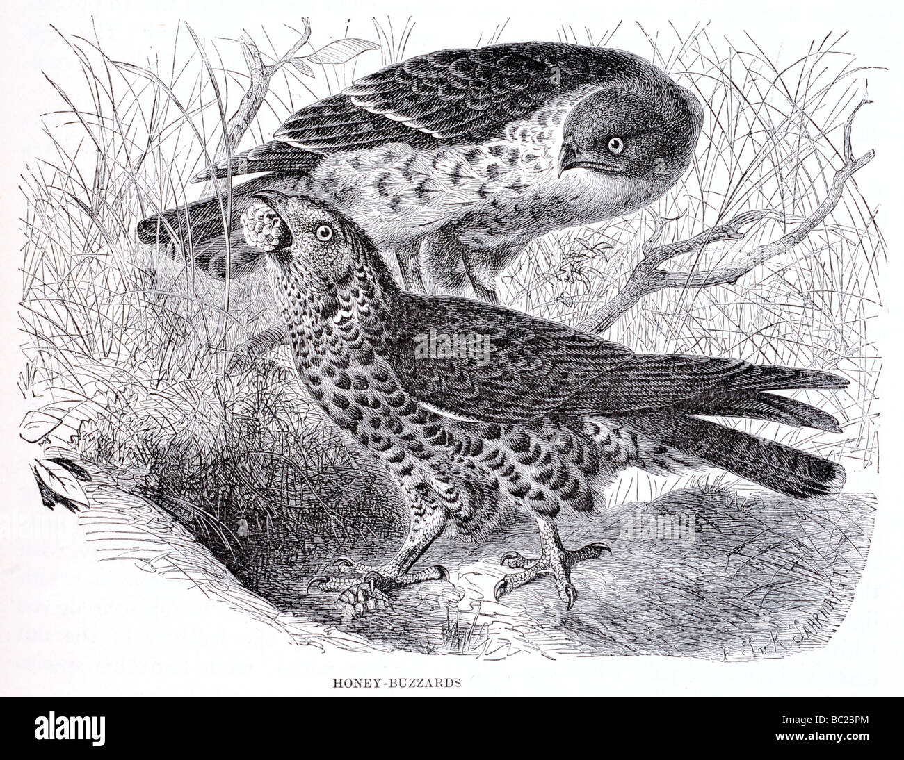 Vintage engraving buzzard hi-res stock photography and images - Alamy