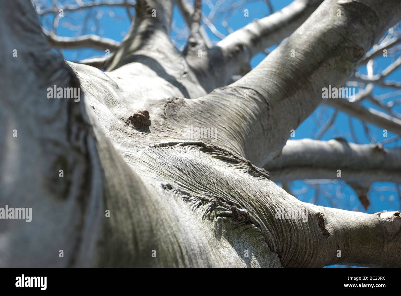 Wrinkled branches hi-res stock photography and images - Alamy
