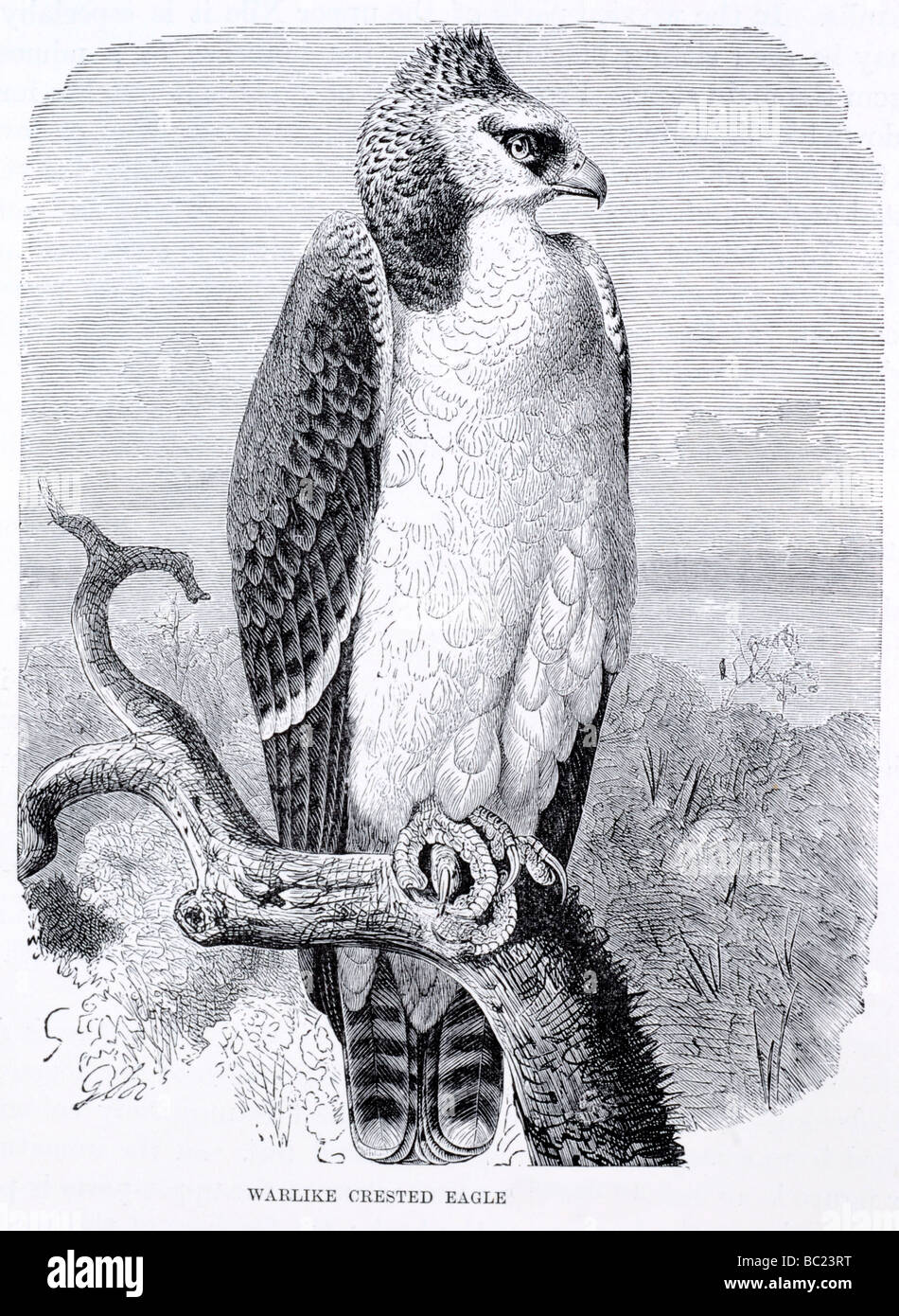 Warlike High Resolution Stock Photography and Images - Alamy