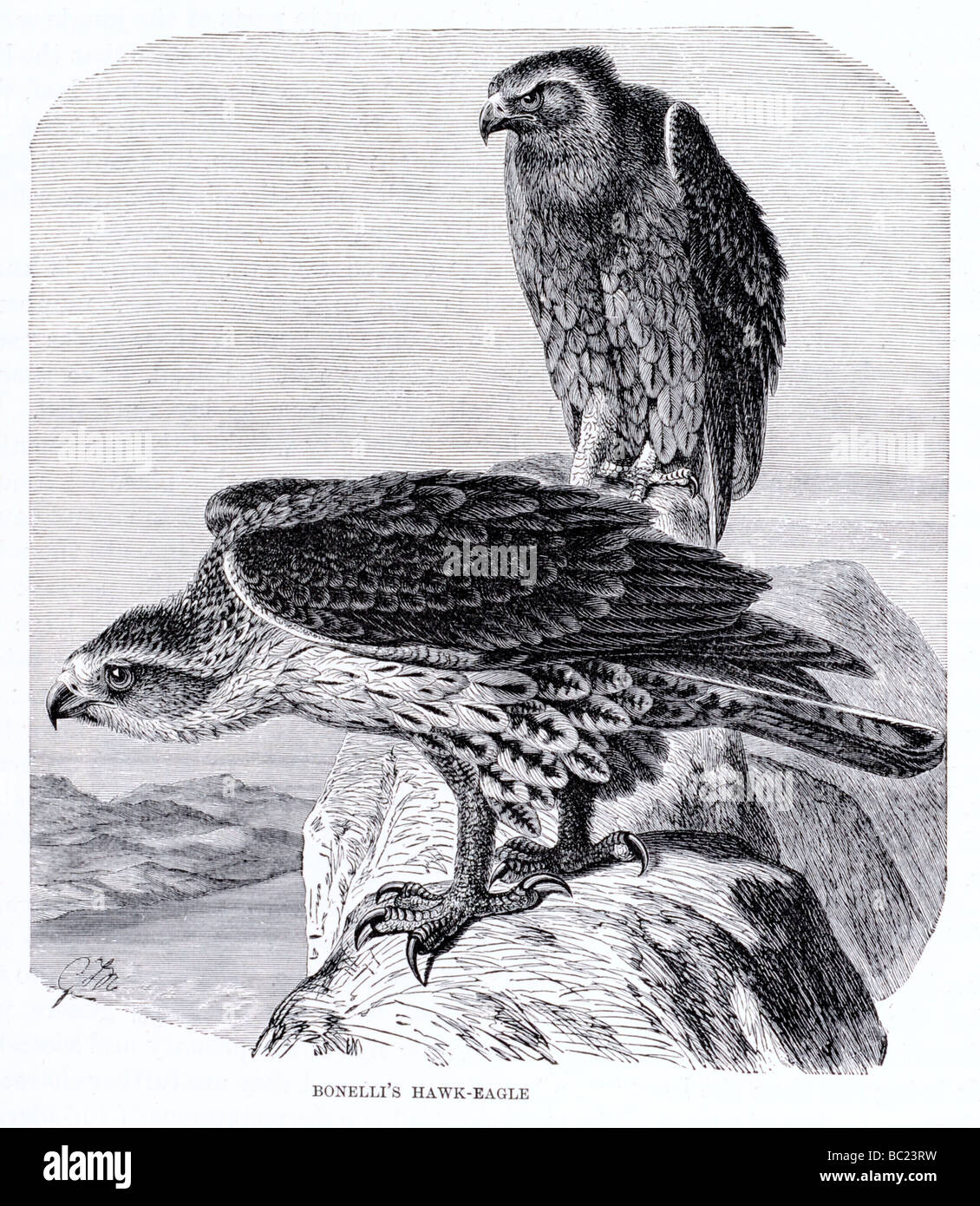 Henry Hawk Coloring Pages