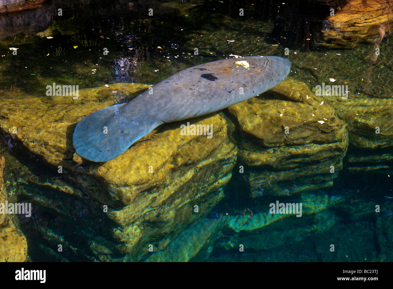 West Indian manatee in Florida's waters, top view Stock Photo - Alamy
