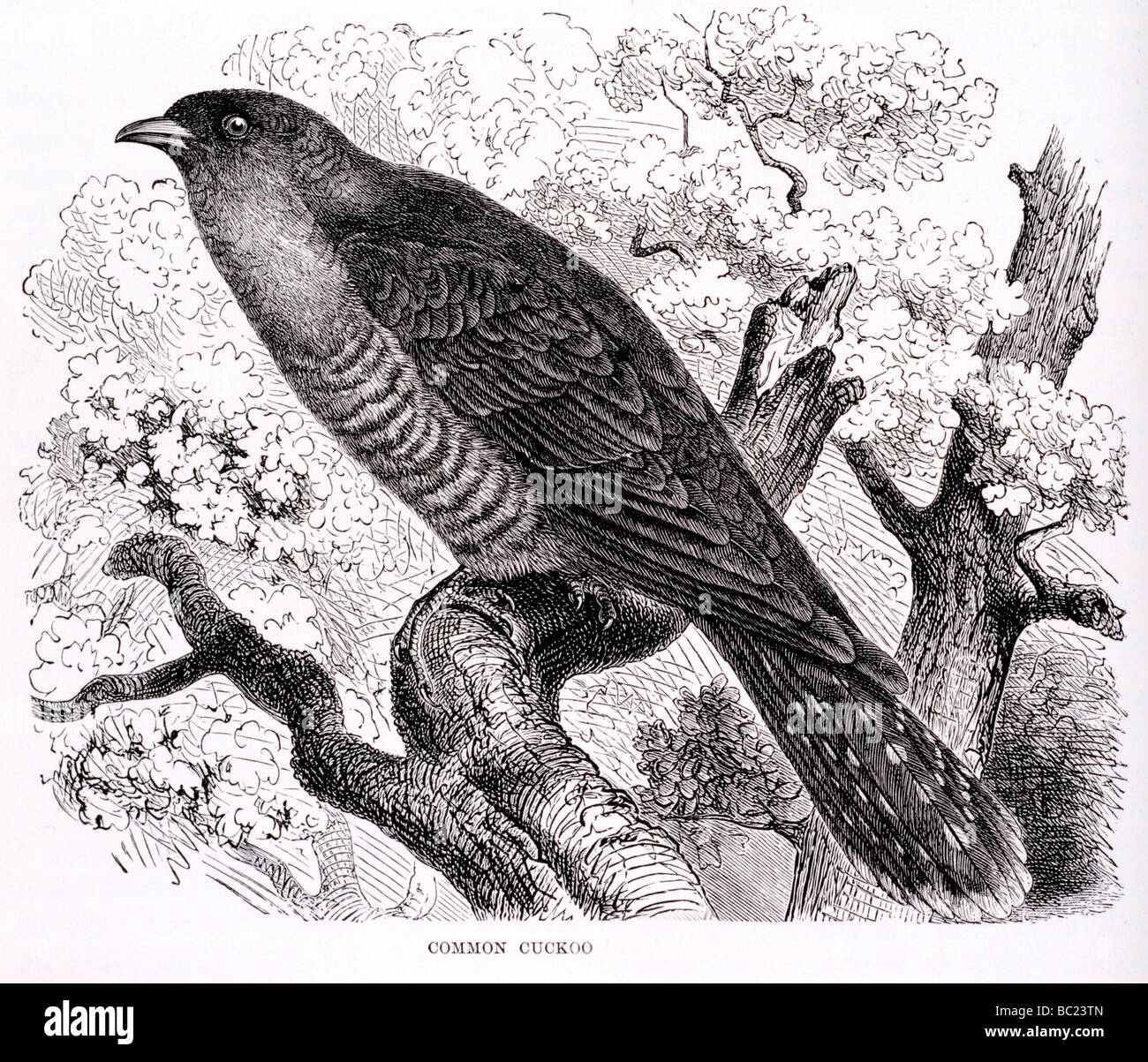 Brood parasite cuckoo eggs hi-res stock photography and images - Alamy