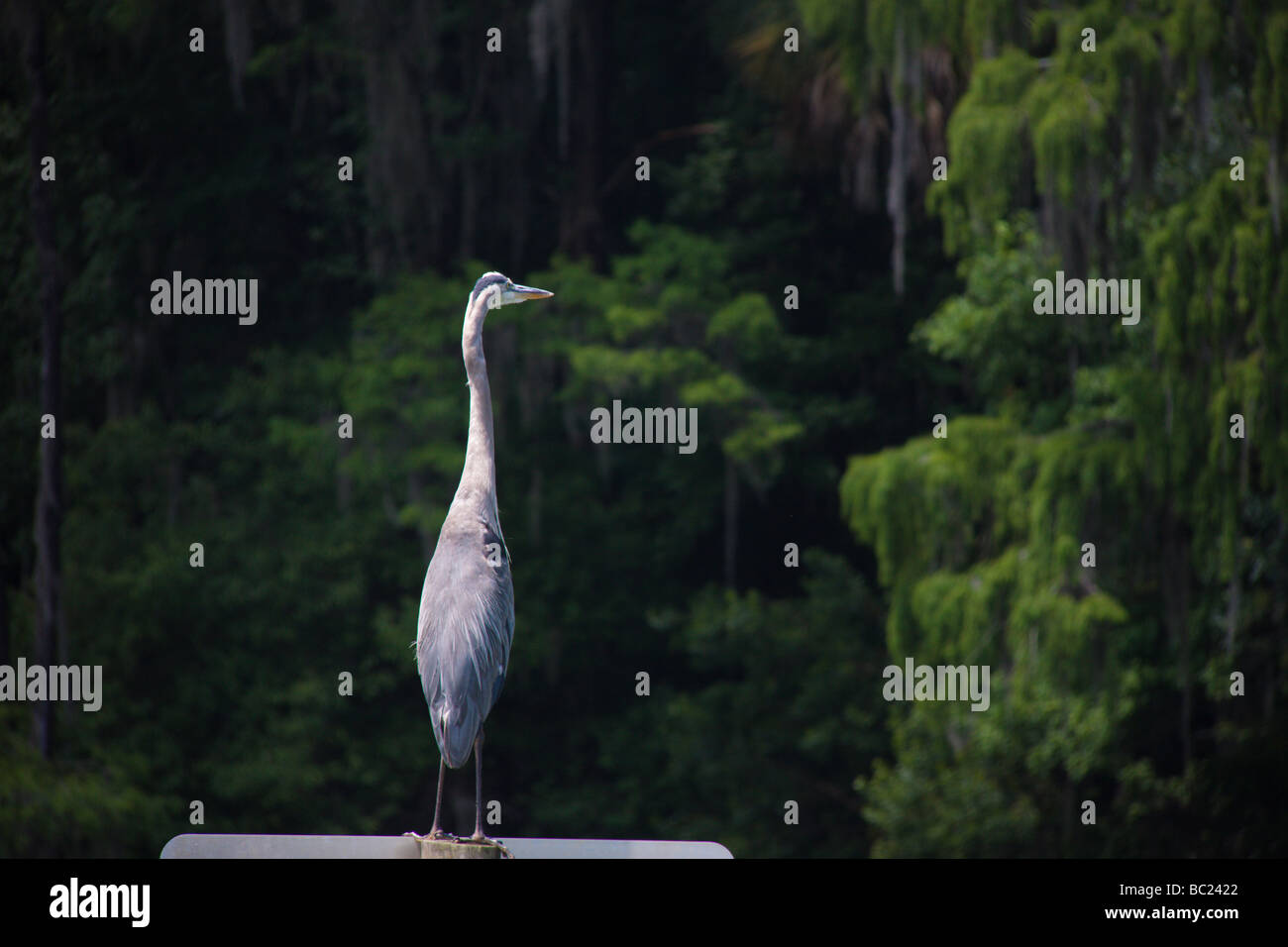 Great Blue Heron, Rainbow River, Florida, USA Stock Photo - Alamy