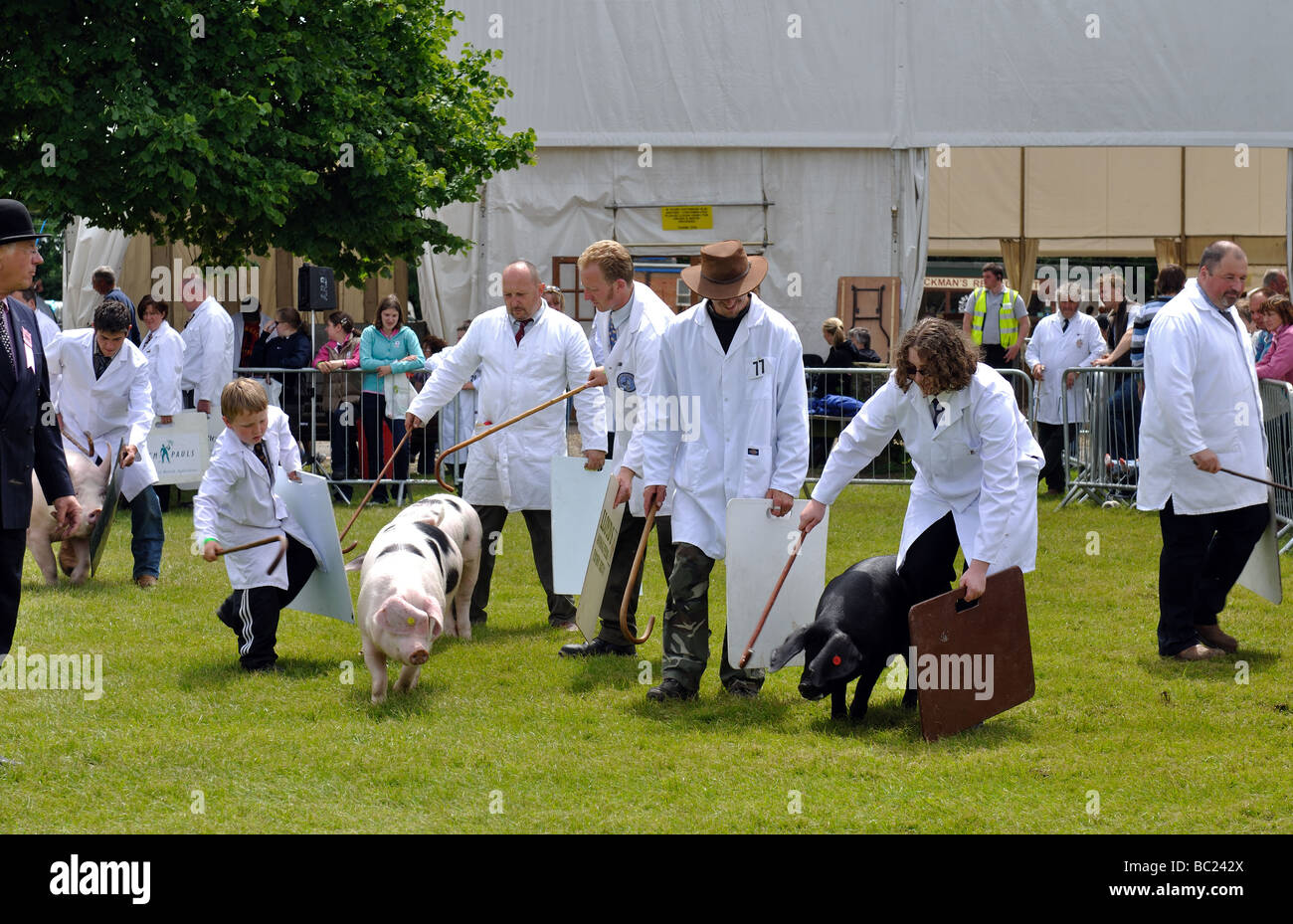 Judging farm animals hi-res stock photography and images - Alamy