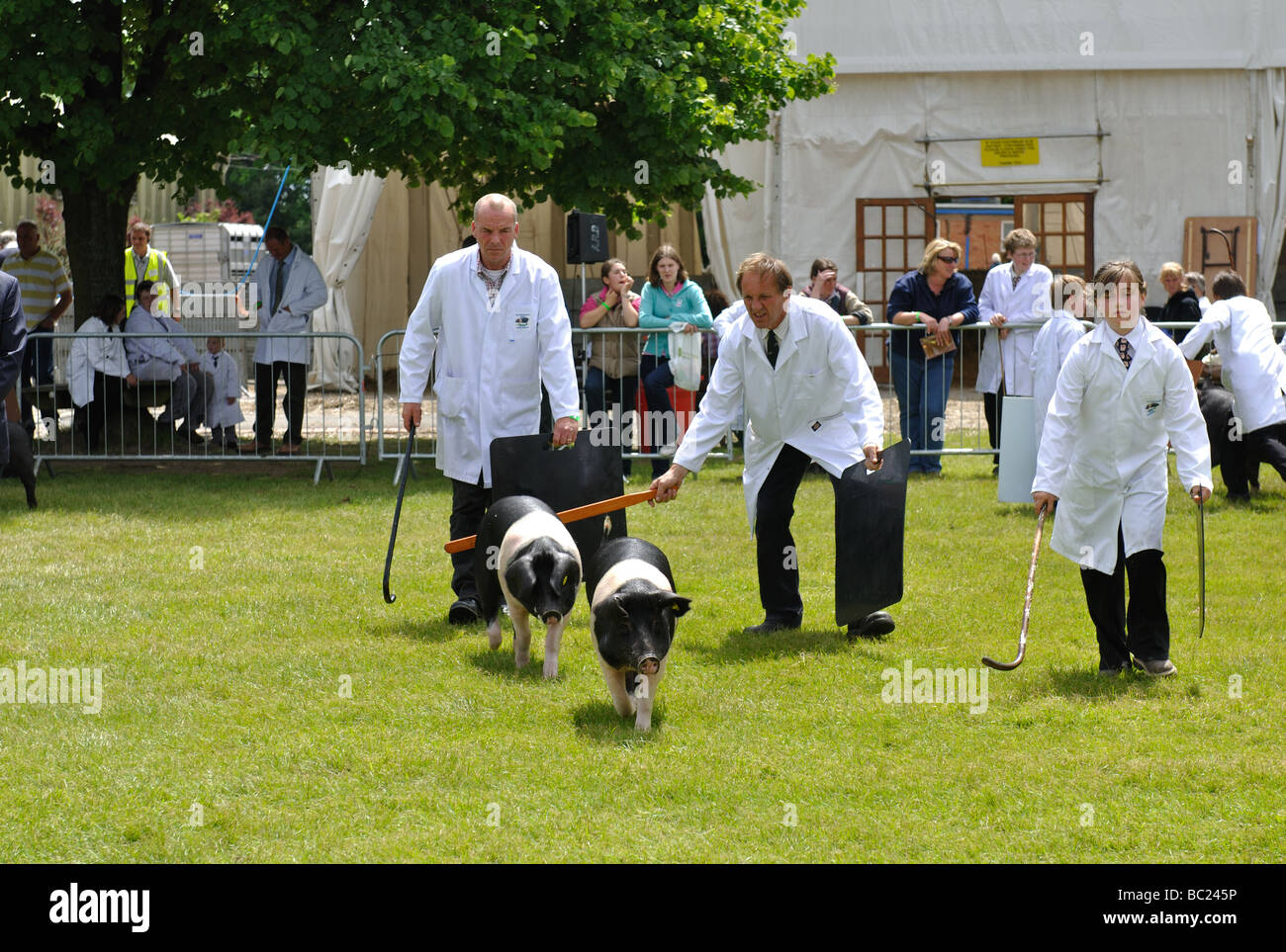 Pigs during judging at Three Counties Show, Great Malvern, UK Stock ...