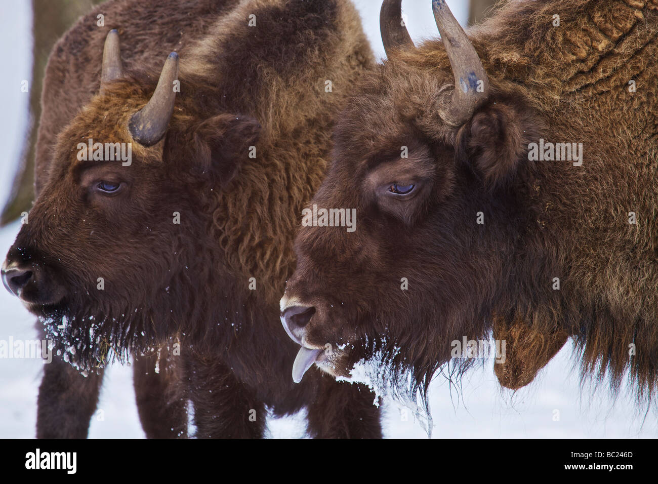 European bison Bison bonasus Stock Photo - Alamy