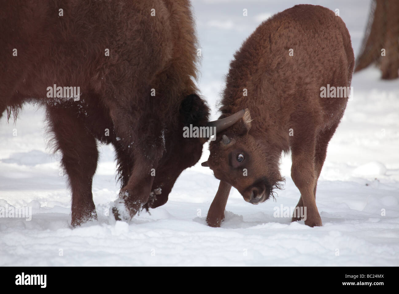 European bison Bison bonasus Stock Photo - Alamy