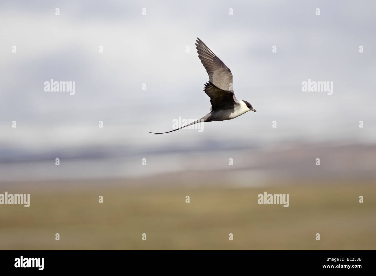 Long-tailed Skua in flight Stock Photo - Alamy