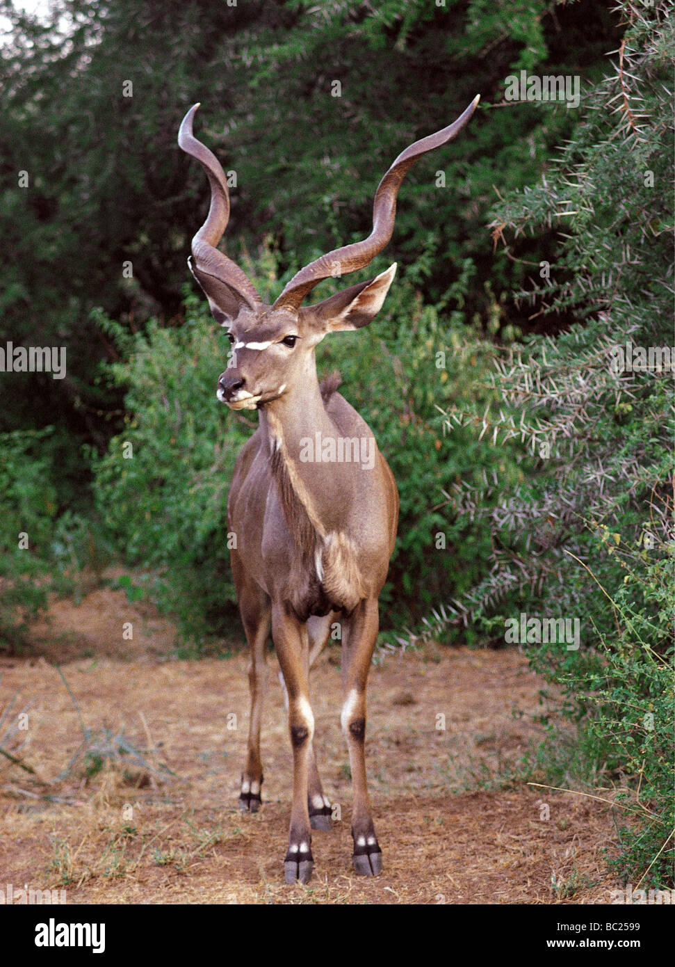 Male Greater Kudu antelope Samburu National Reserve Kenya East Africa ...