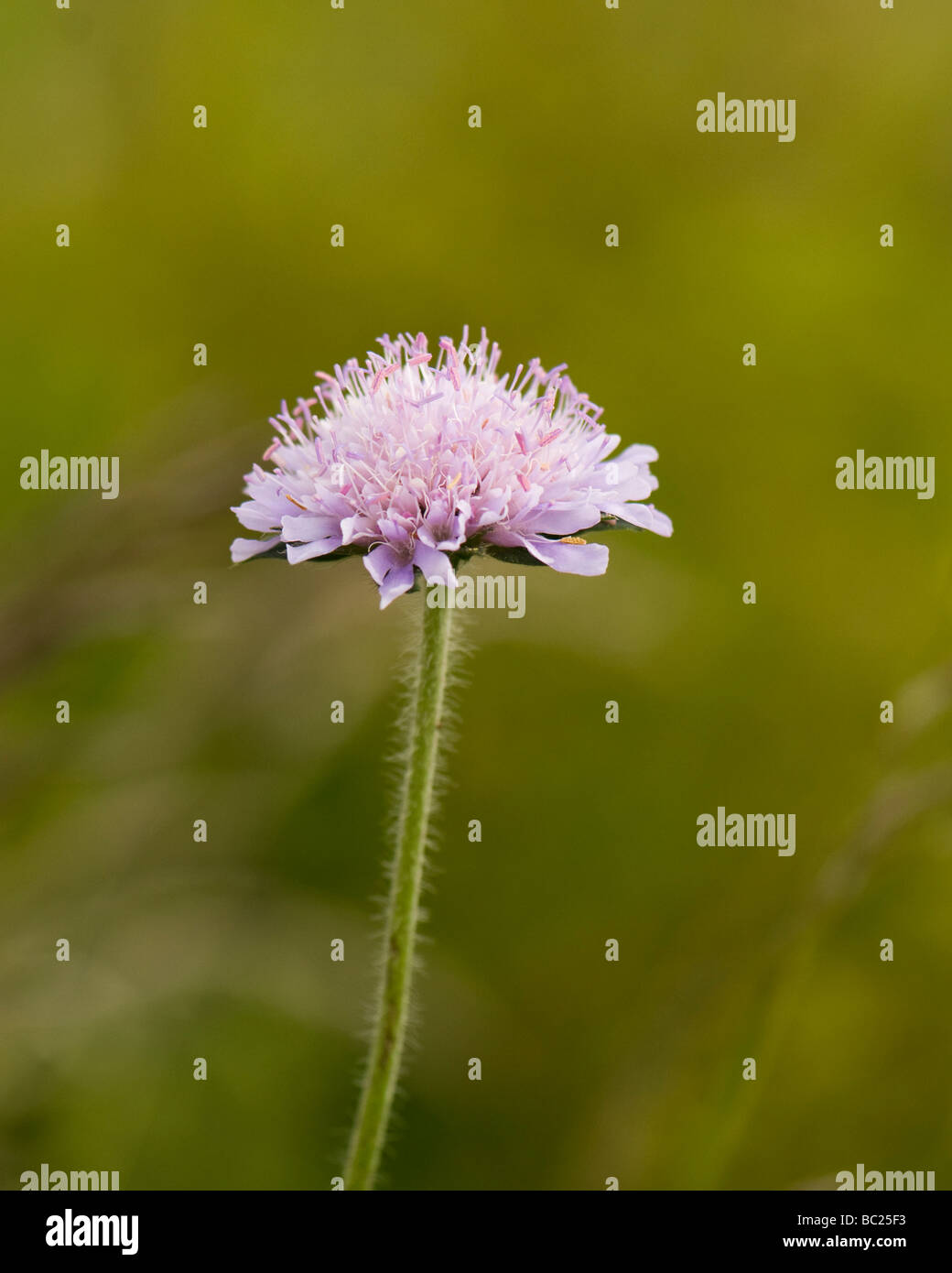 Field scabious Knautia arvensis Stock Photo - Alamy