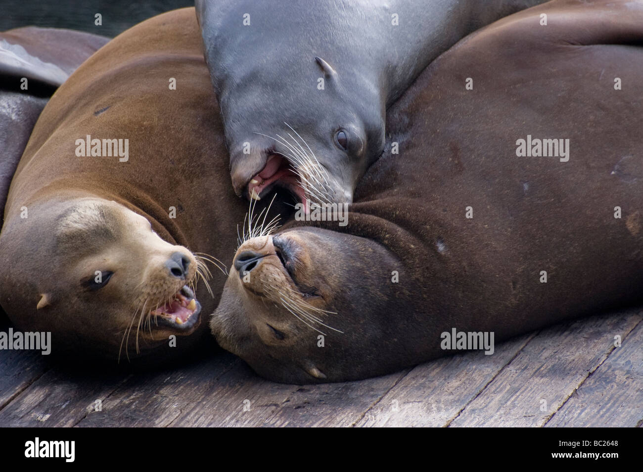 Crimped seals hi-res stock photography and images - Alamy