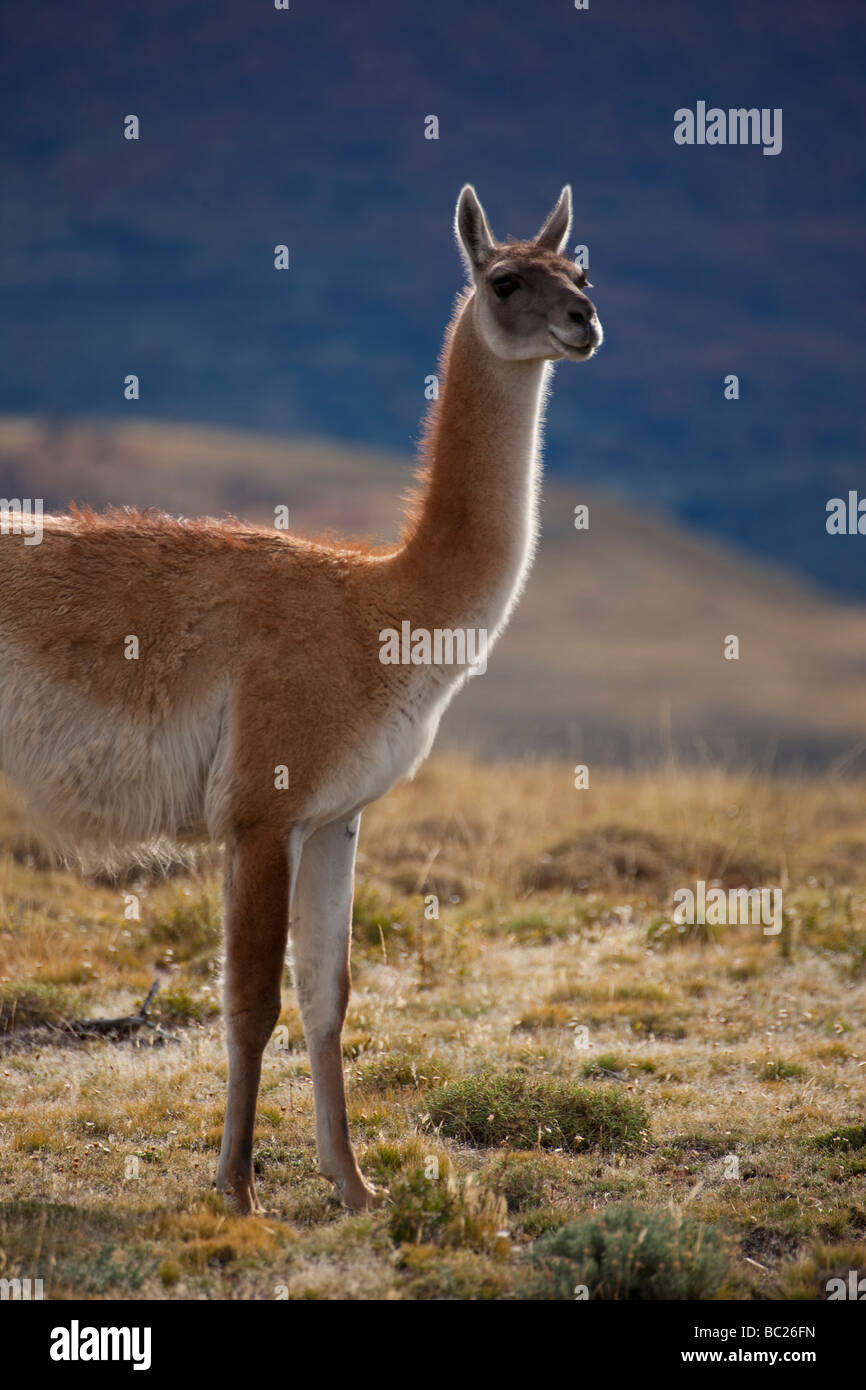 Guanacoe hi-res stock photography and images - Alamy