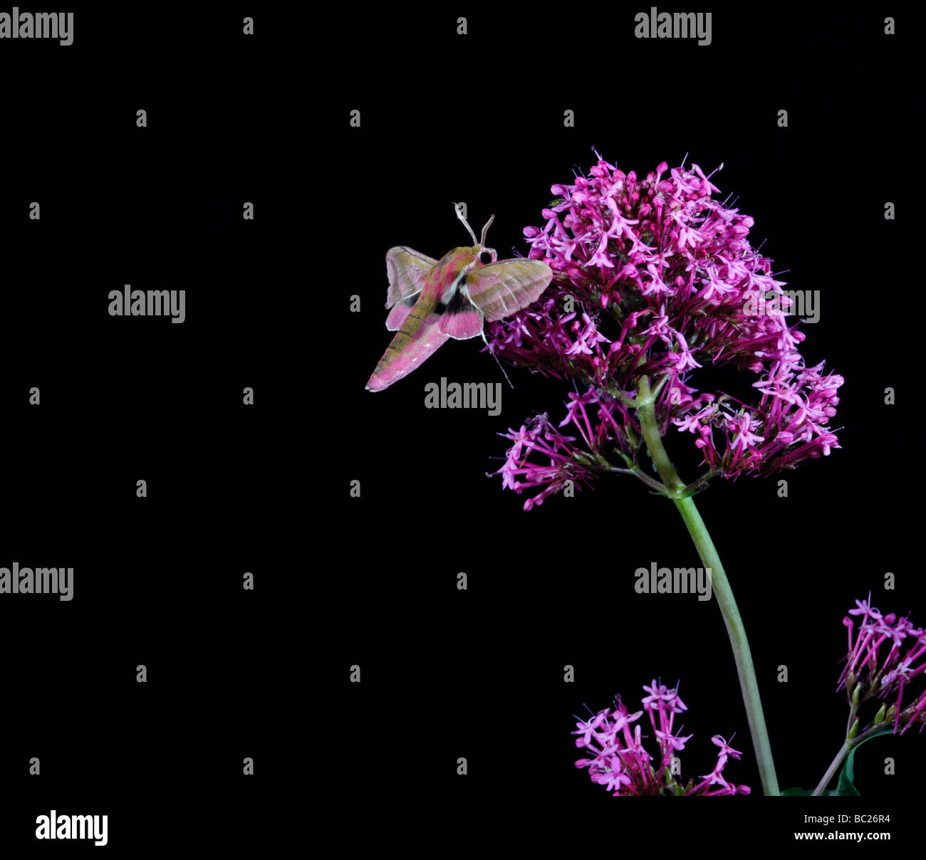 Elephant Hawk-moth Deilephila elpenor in flight feeding Stock Photo - Alamy
