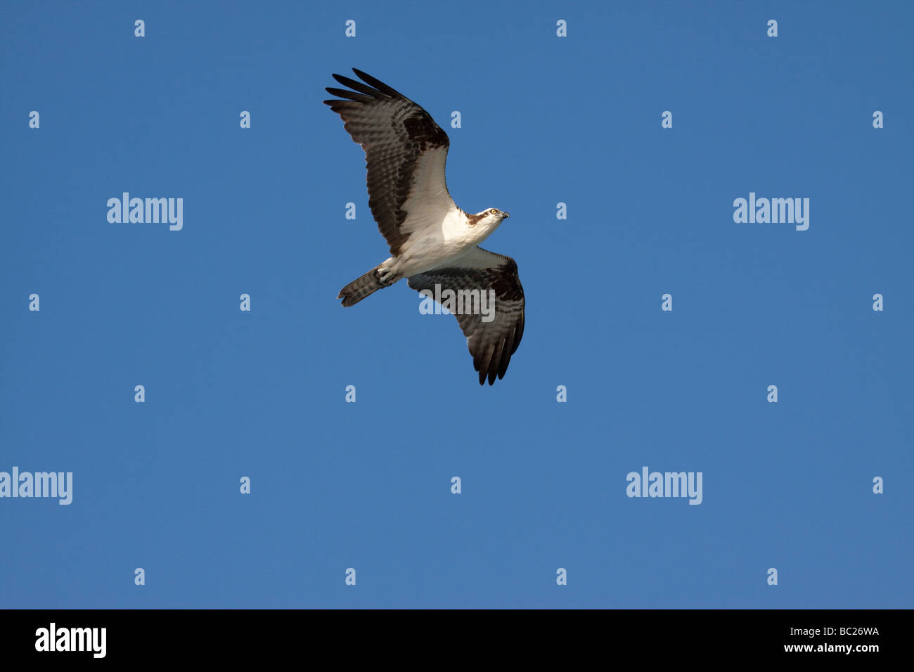 osprey in flight Stock Photo - Alamy