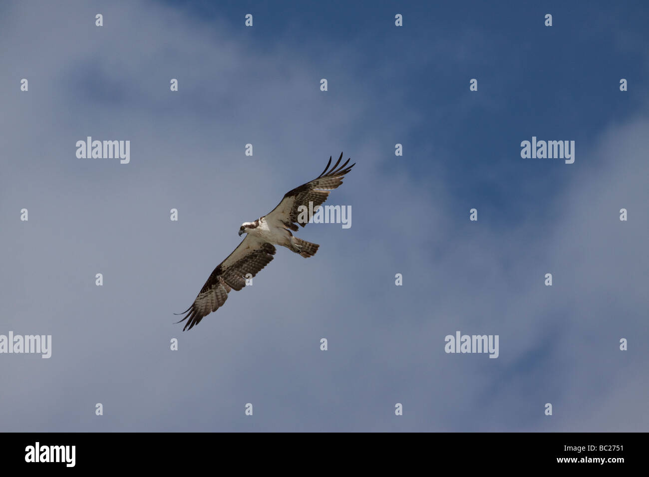 osprey in flight Stock Photo - Alamy