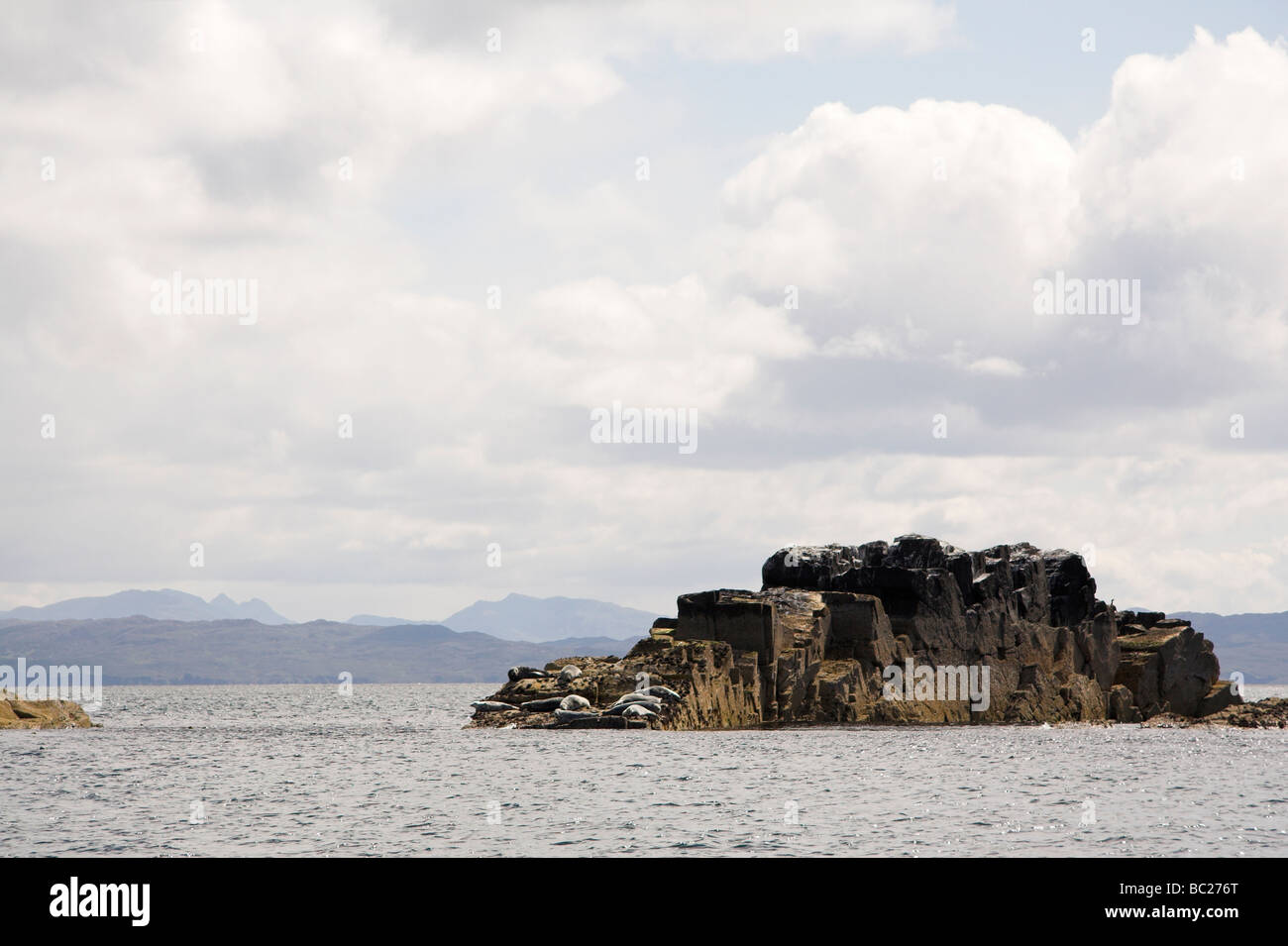 Seals basking on a rock near the Isle of Soay, Isle of Skye, Inner ...