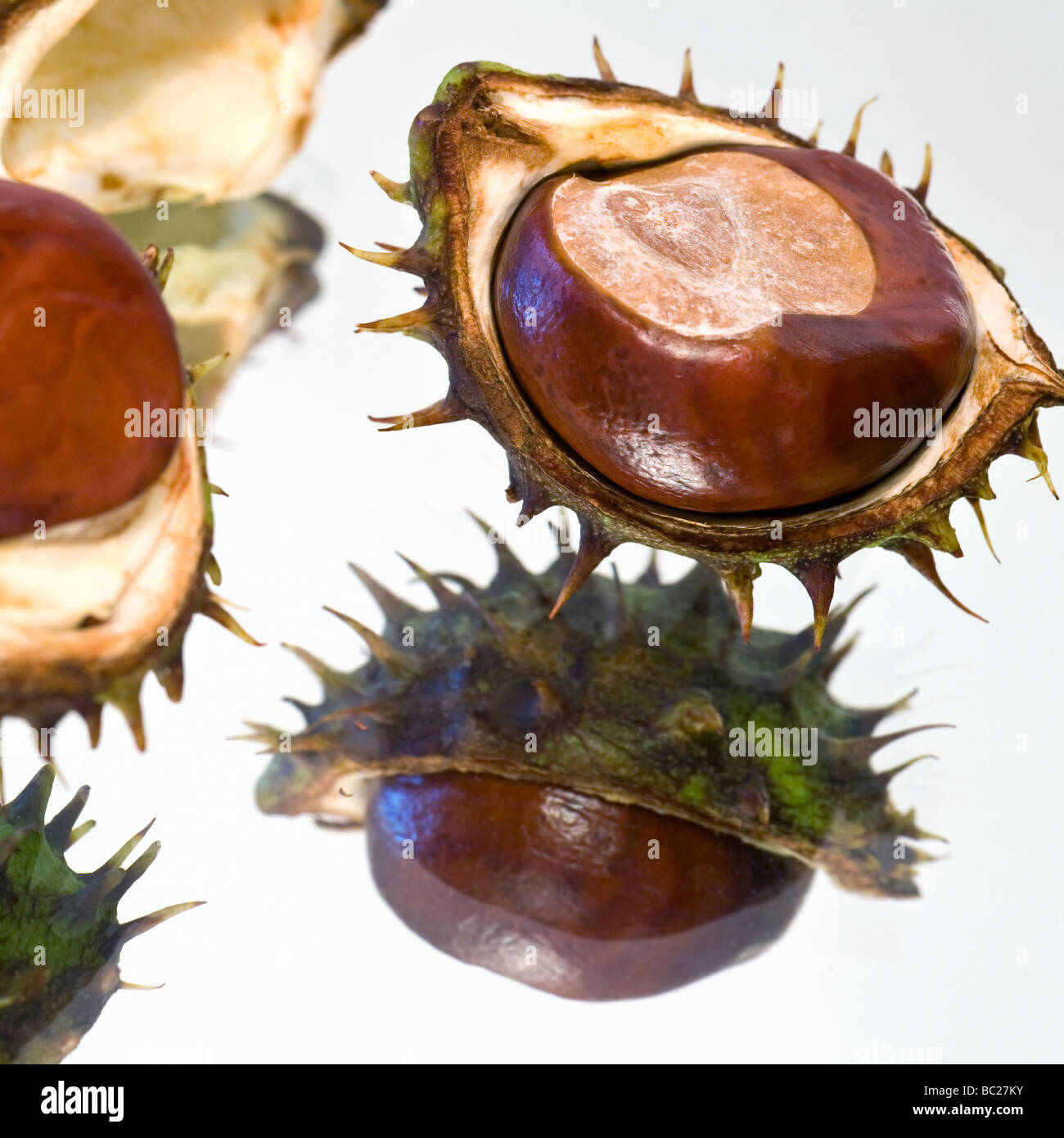 Conkers, the seeds of horse-chestnut trees Stock Photo - Alamy